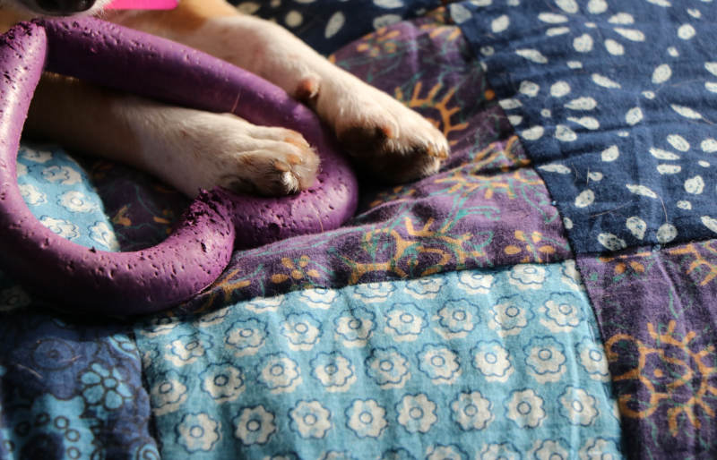 Dog Crafts Your Pooch Will Love | Sewing Projects